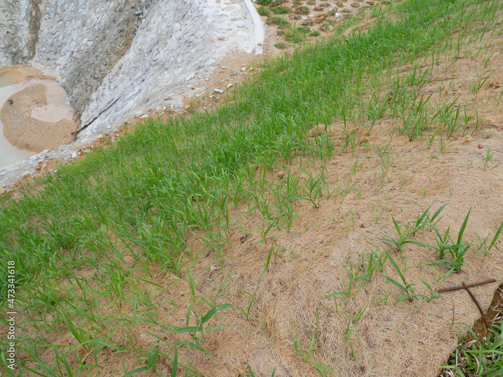 Permanent slope protection with grass using the hydroseed method. The ...