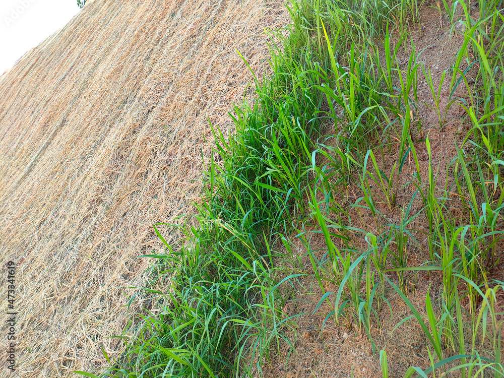 Permanent slope protection with grass using the hydroseed method. The ...