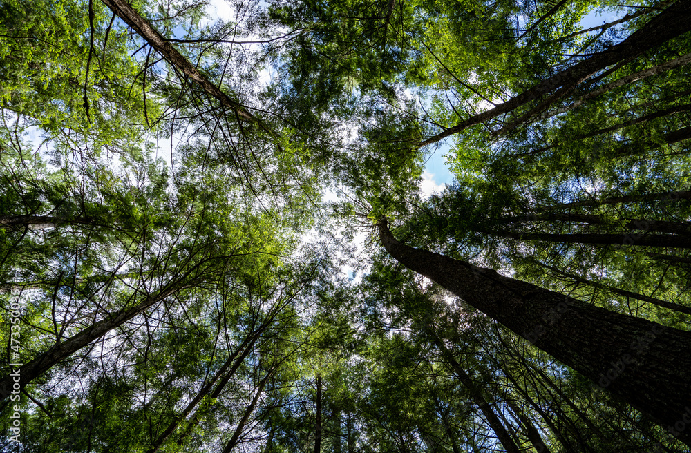 Trees in the forest Stock Photo | Adobe Stock