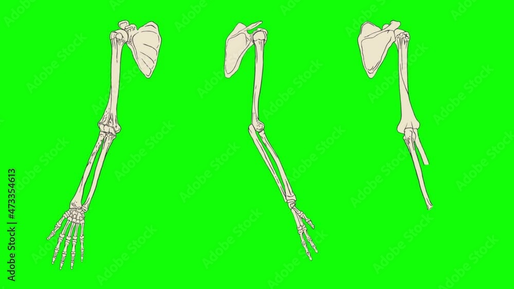 Human upper limb skeleton animation on a green background. Bones of the ...