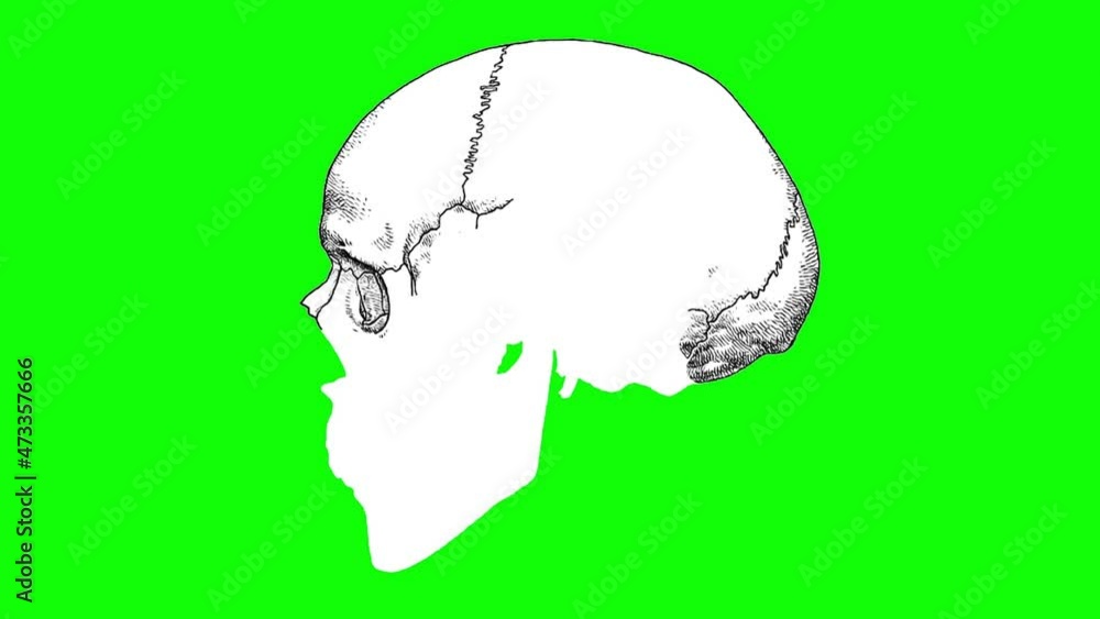 Human skull animation on a green background. Individual bones of the ...