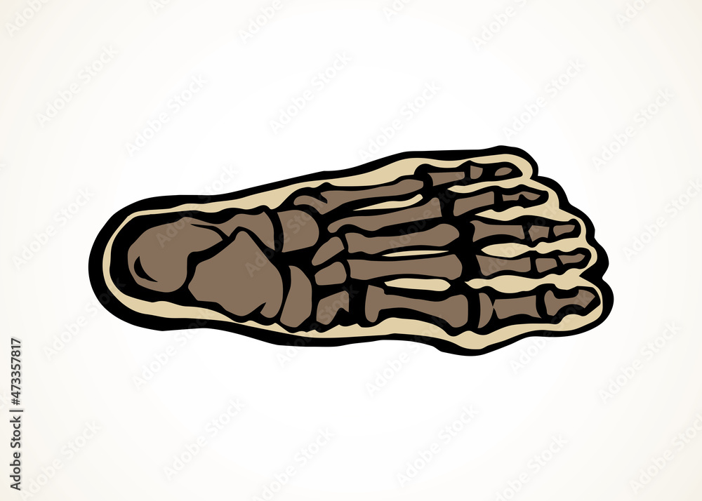 Bones of the foot. Vector drawing Stock Vector | Adobe Stock