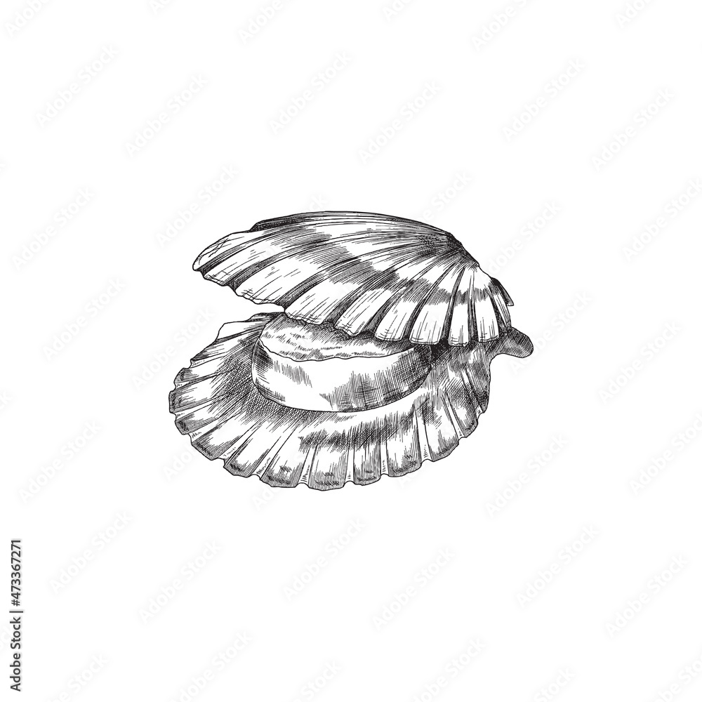 Scallop Shell Drawing