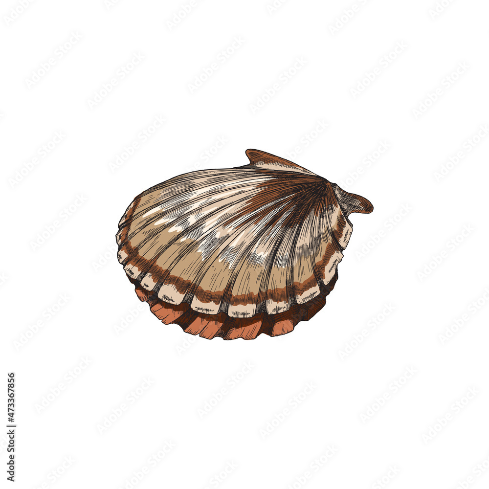 Closed whole scallop shell, sketch vector drawing. Clam seafood ...