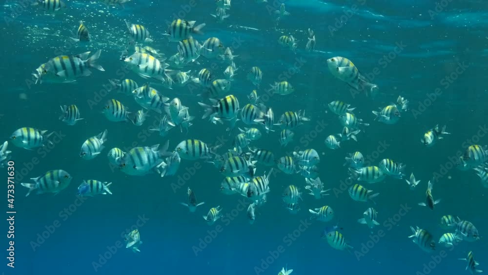 Visually distinguishable plankton-rich water layer (rarely seen ...