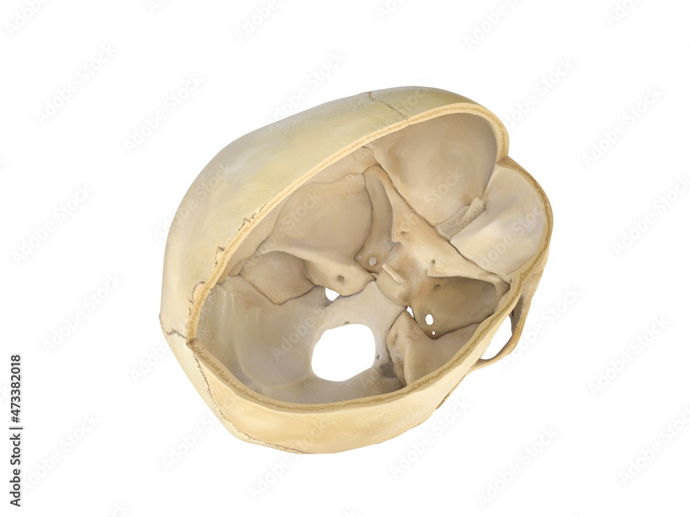 Human skull transversal cross-section view. On white background. 3d ...