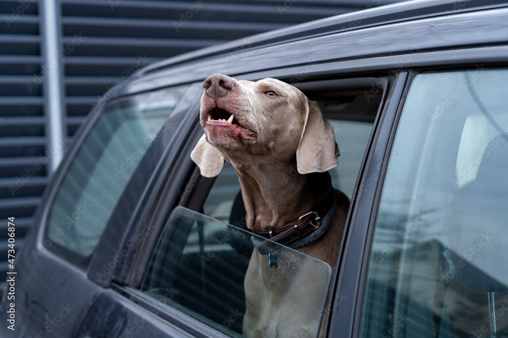 Blue-haired short-haired dog looks out of car window and barks. Close ...