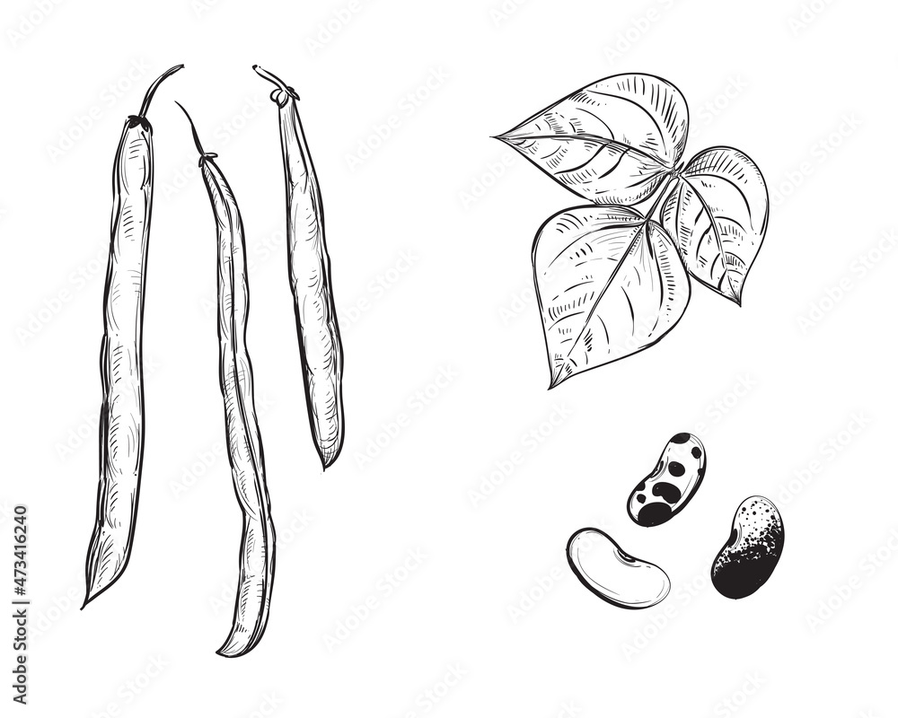 Hand drawn sketch black and white set of string bean, beans, leaf ...