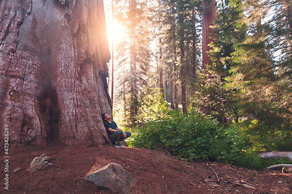 Boy resting by a giant sequoia tree with the sun shining through. Stock ...