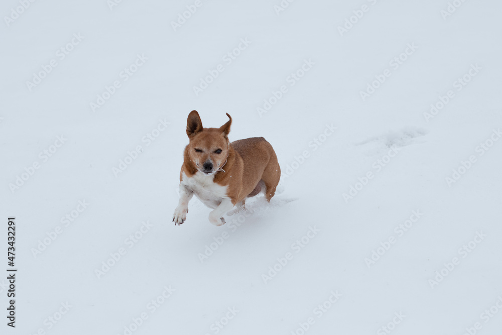 Black Basenji Corgi Mix