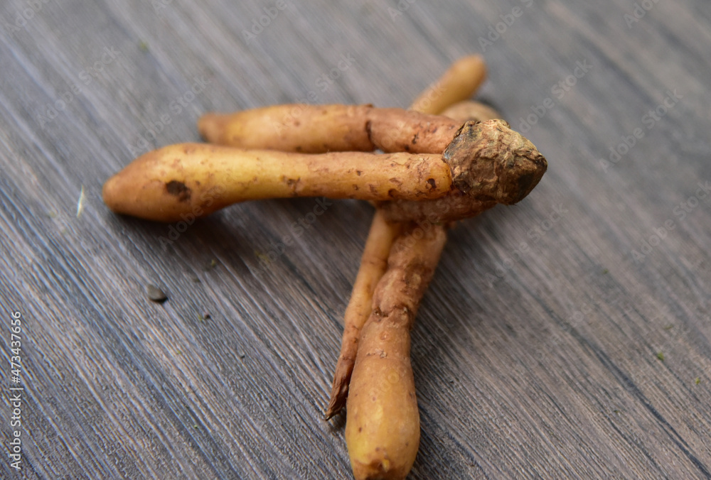 Boesenbergia rotunda, commonly known as Chinese keys, fingerroot ...