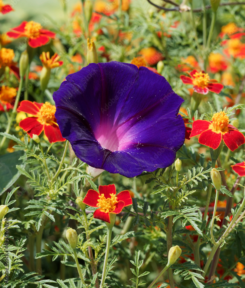 Ipomoea purpurea - Gros plan sur grande fleur de liseron bleu ou ...