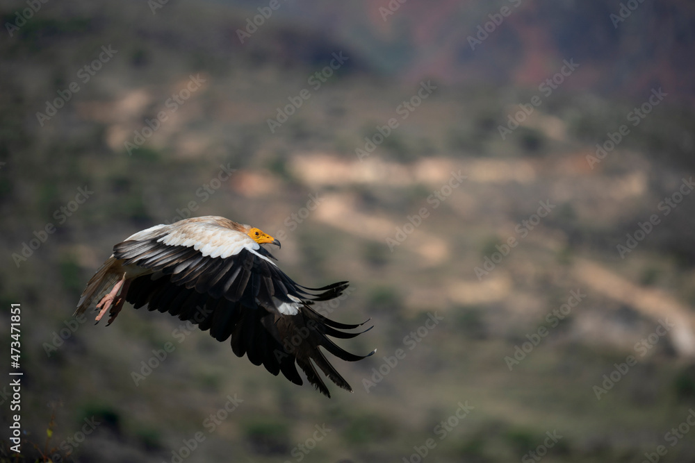 egyptian vulture also called as pharaoh's chicken on Socotra island ...