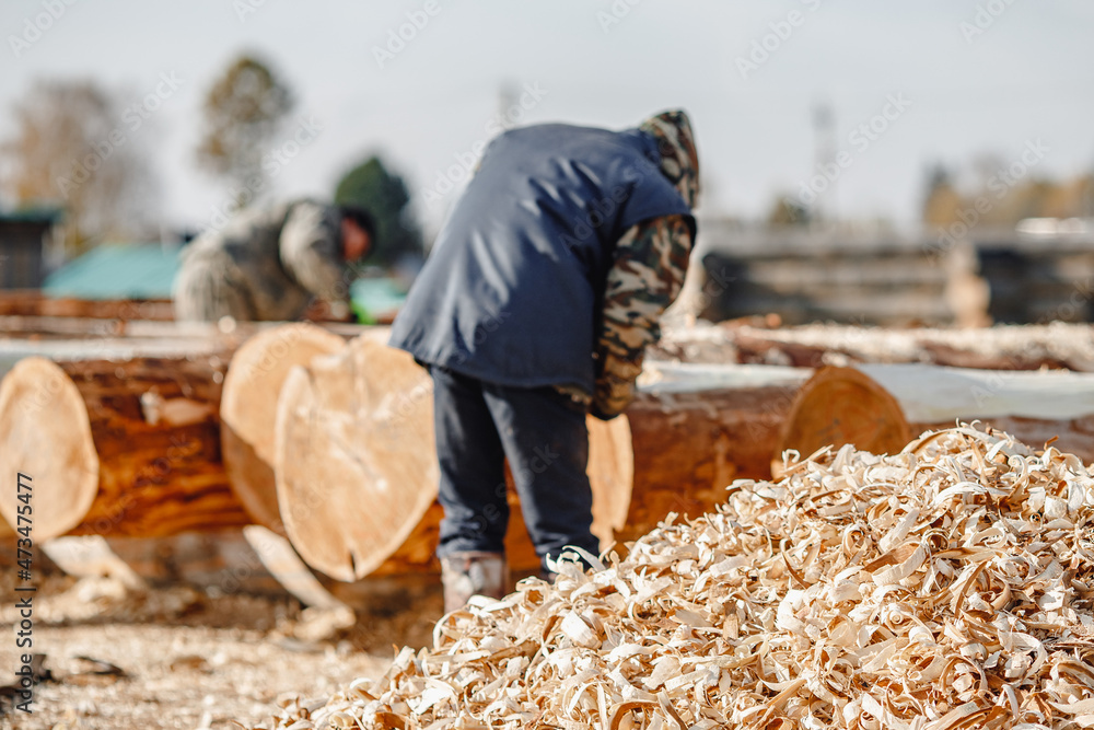 Preparation of timber for construction of log wooden houses. Carpenter ...