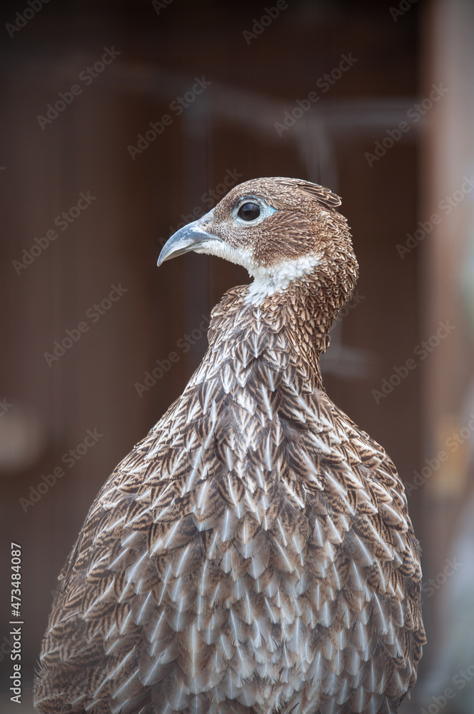 Close-up Portrait Female Himalayan Monal (Lophophorus impejanus ...