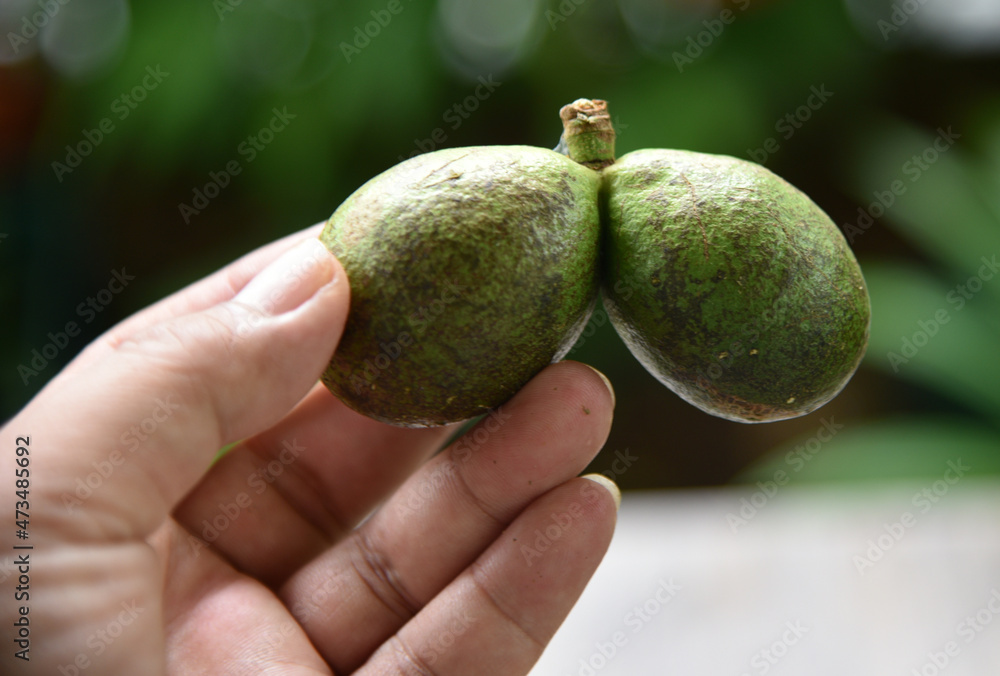 Pometia pinnata, with common names including matoa, taun tree, island ...