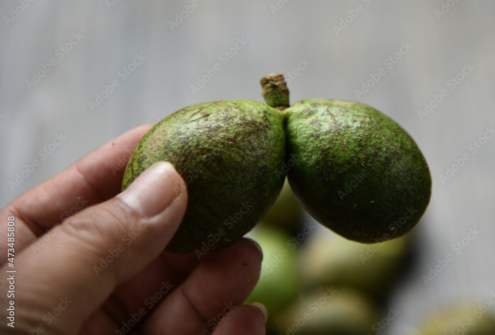 Pometia pinnata, with common names including matoa, taun tree, island ...