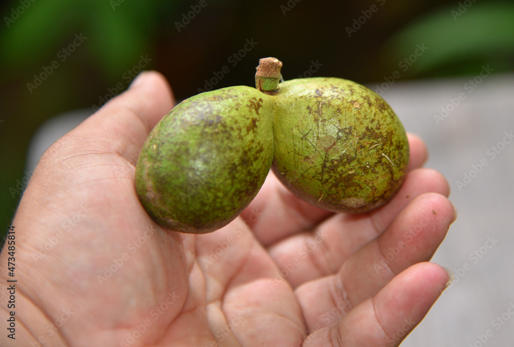 Pometia pinnata, with common names including matoa, taun tree, island ...