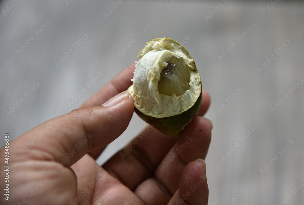 Pometia pinnata, with common names including matoa, taun tree, island ...