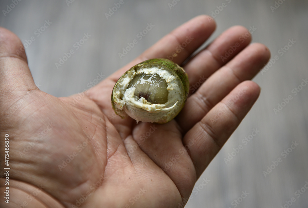 Pometia pinnata, with common names including matoa, taun tree, island ...