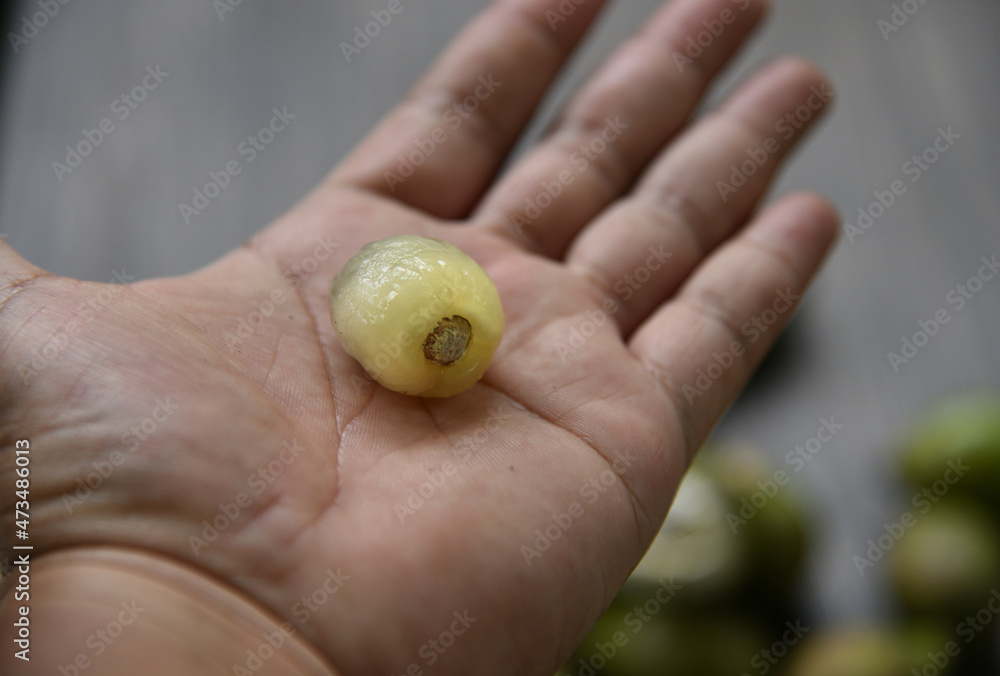 Pometia pinnata, with common names including matoa, taun tree, island ...