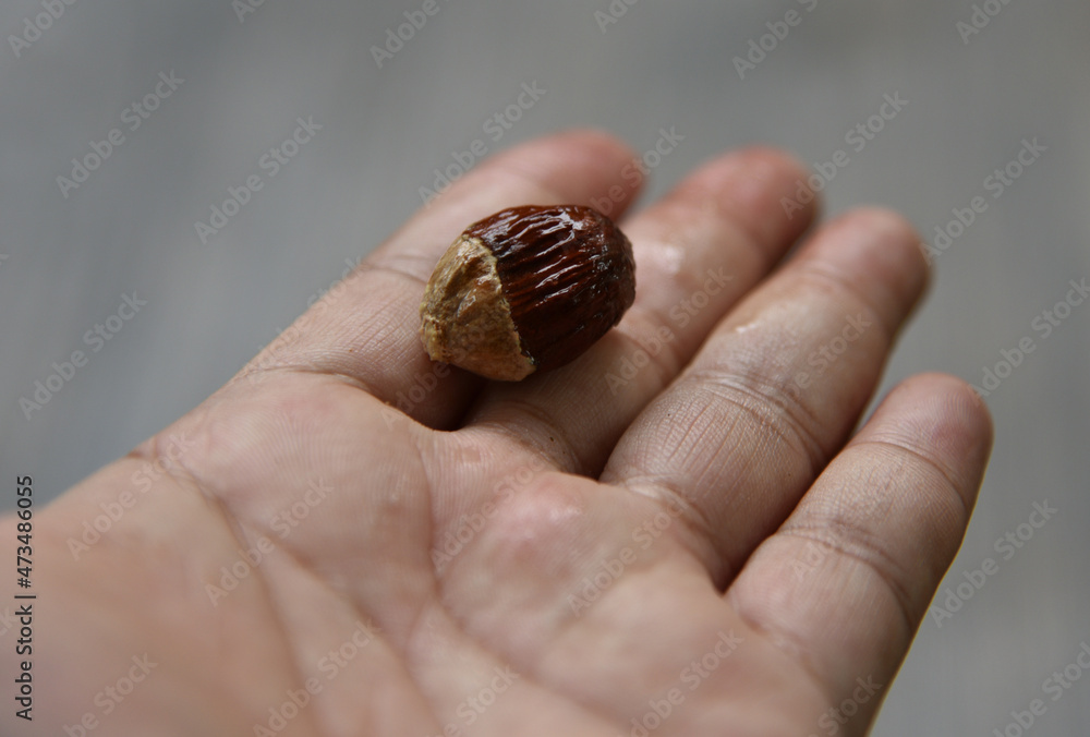 Pometia pinnata, with common names including matoa, taun tree, island ...