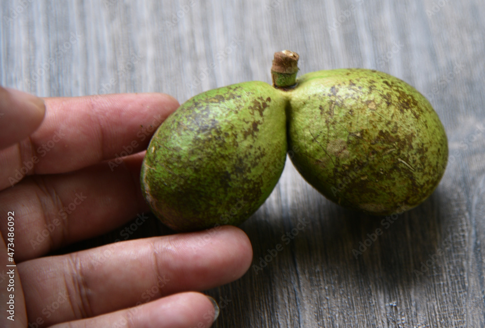 Pometia pinnata, with common names including matoa, taun tree, island ...