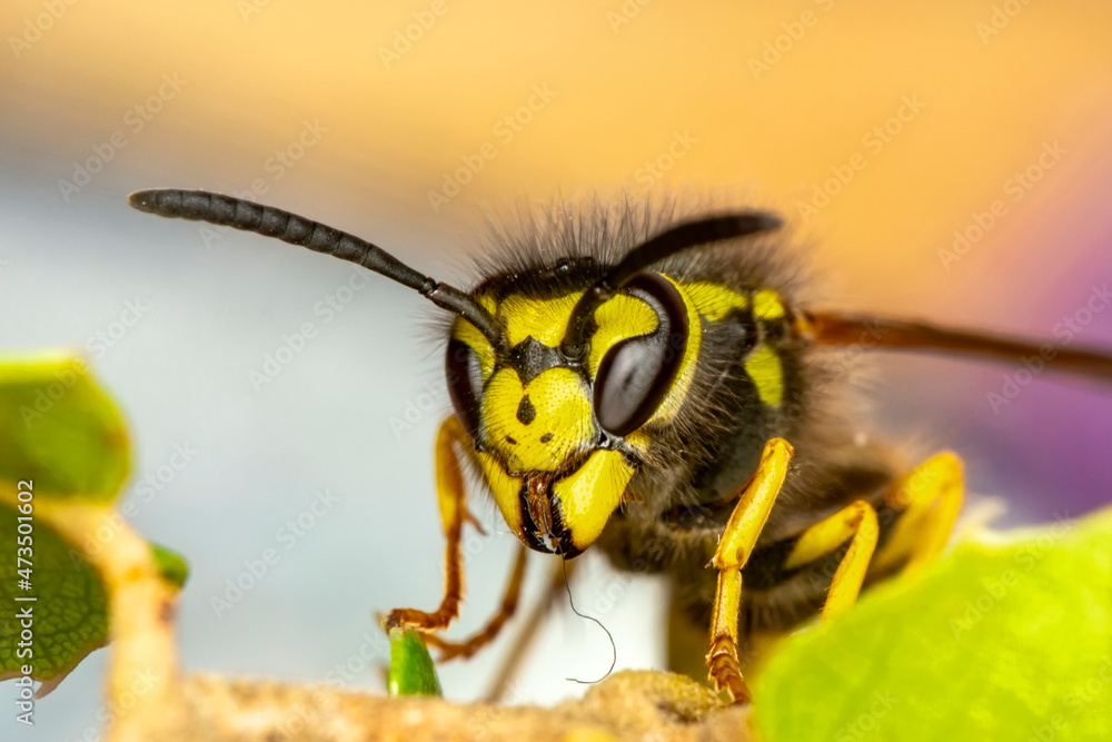Close-up view of head of live European hornet (Vespa crabro)--the ...