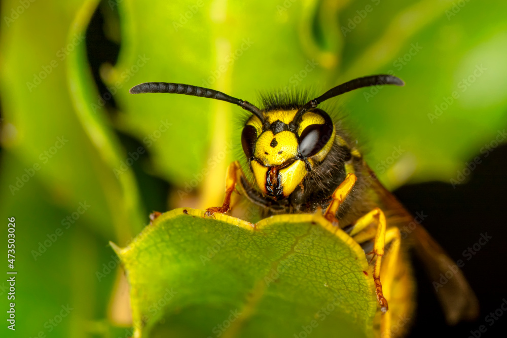 Close-up view of head of live European hornet (Vespa crabro)--the ...