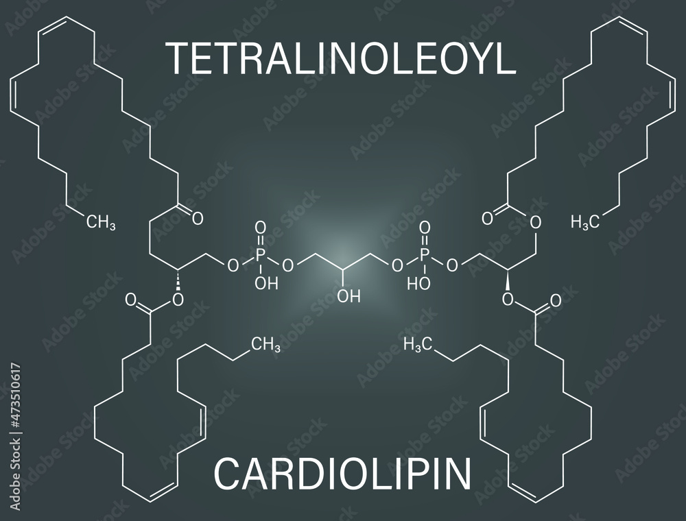 Cardiolipin or tetralinoleoyl cardiolipin molecule. Important component ...