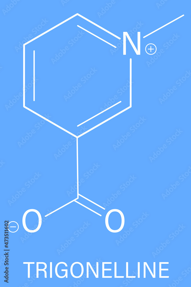 Trigonelline molecule skeletal formula. Metabolite of niacin, vitamin ...