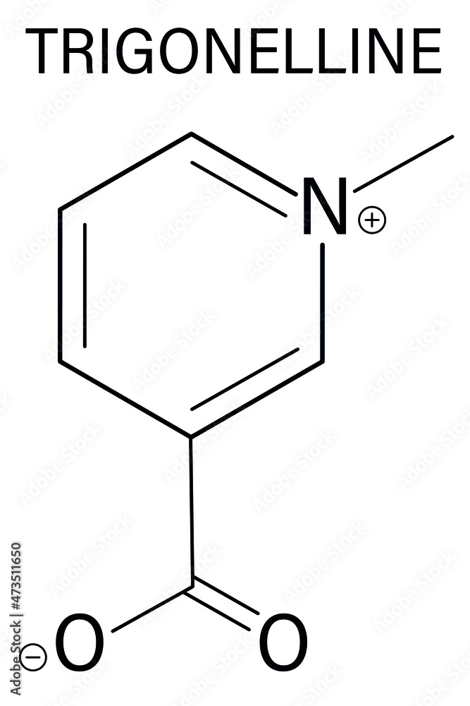 Trigonelline molecule skeletal formula. Metabolite of niacin, vitamin ...