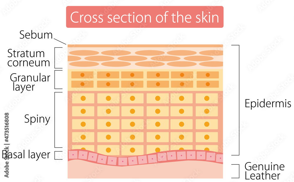 Cross section of the skin Stock Vector | Adobe Stock