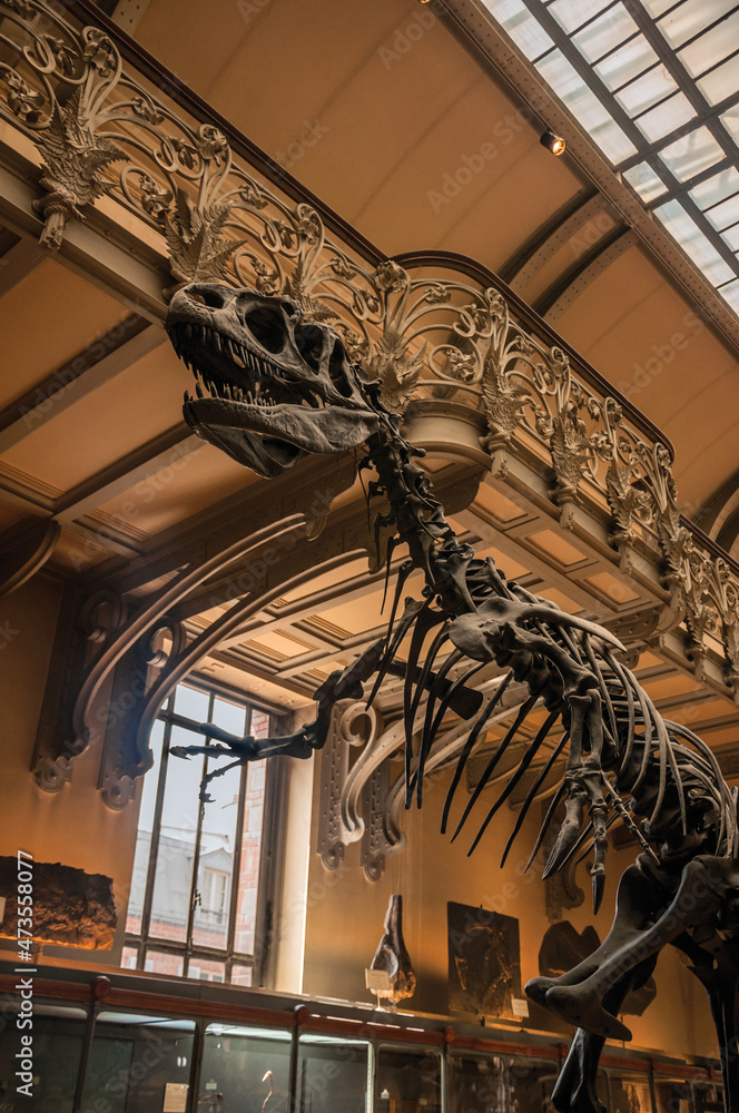 Paris, northern France - July 10, 2017. Fossil of carnivorous dinosaur ...