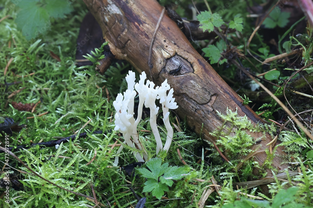 Clavulina coralloides, also known as Clavulina cristata, the white ...
