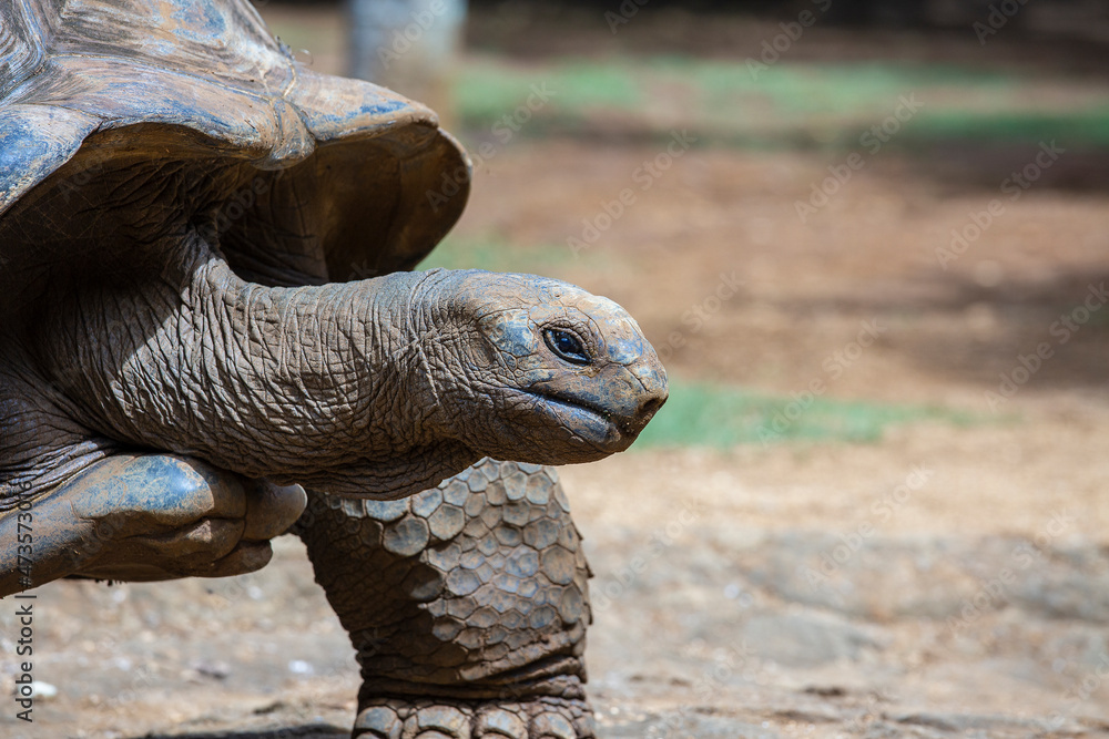 The Seychelles giant tortoise or aldabrachelys gigantea hololissa, also ...