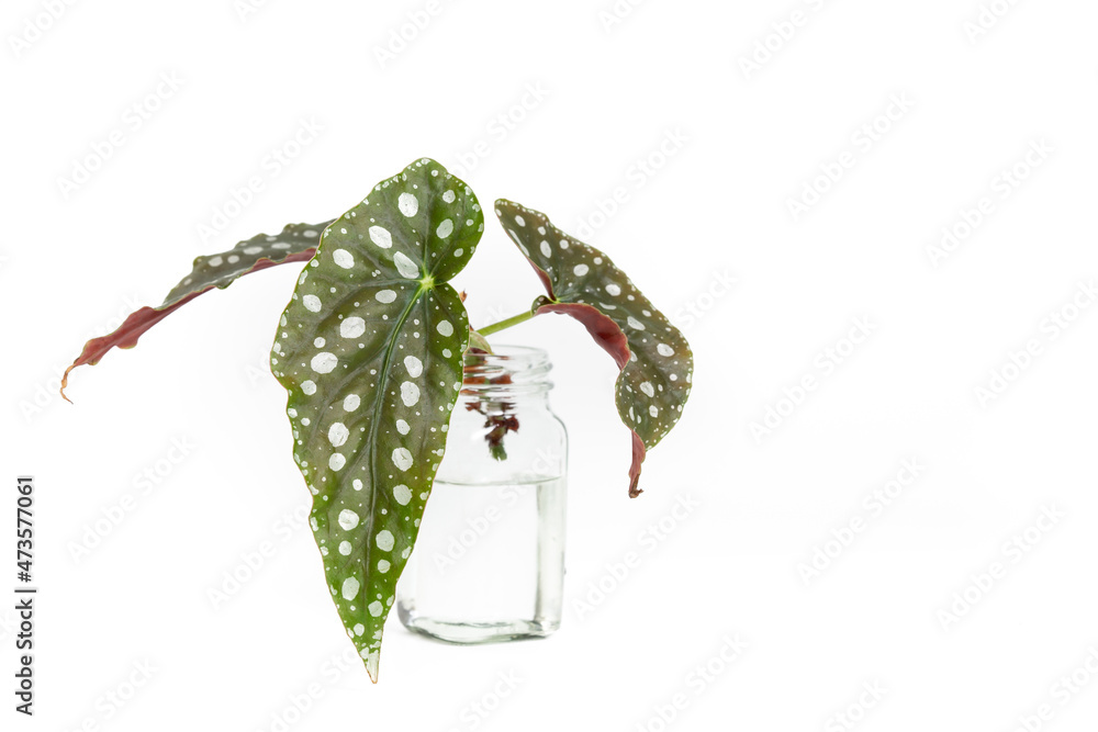 Begonia Maculata Wightii cutting for water propagation in glass with ...