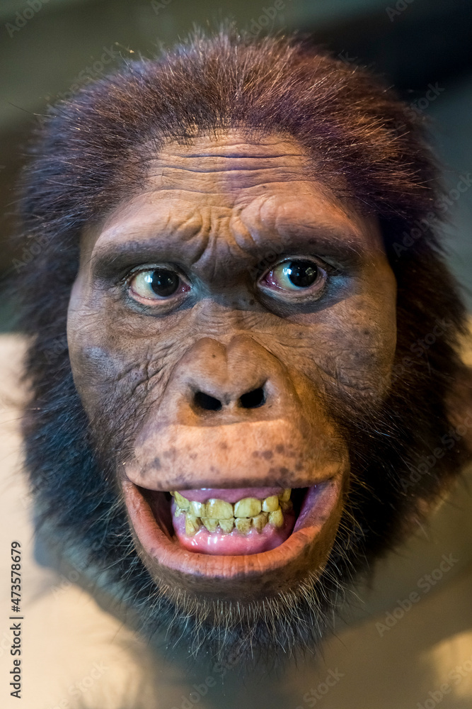 The face of a prehistoric man. Stock Photo | Adobe Stock