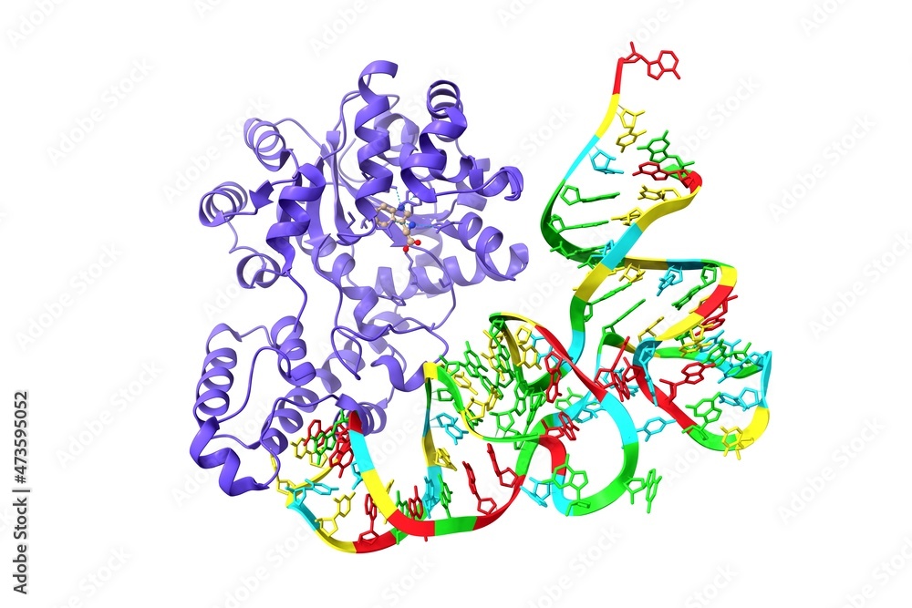 Structure of human tryptophanyl-tRNA synthetase in complex with tRNA ...