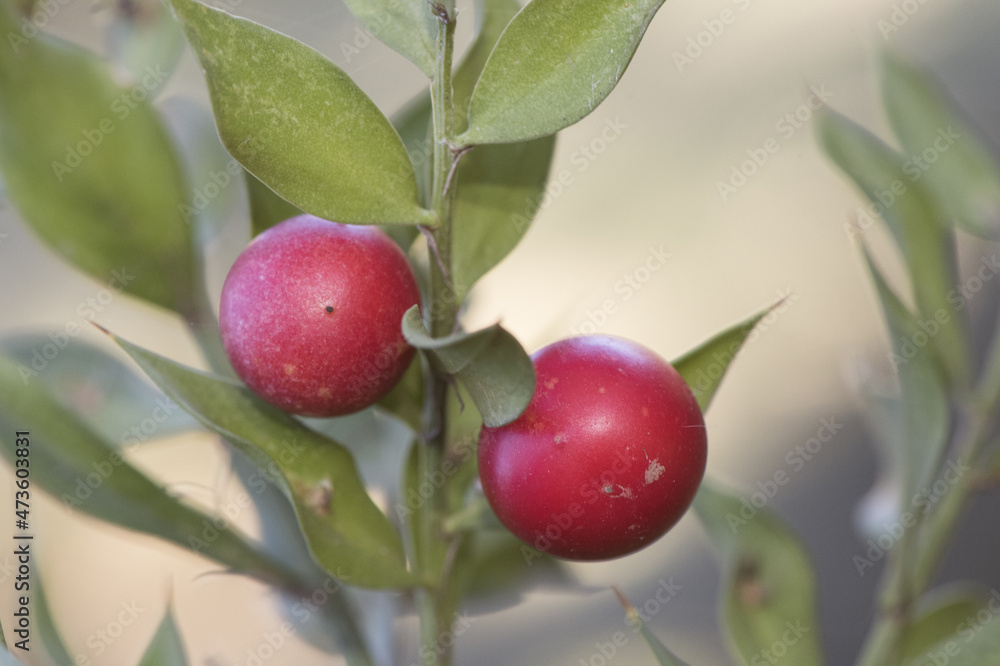 Ruscus aculeatus butcher's broom, knee holly or piaranthus small sharp ...