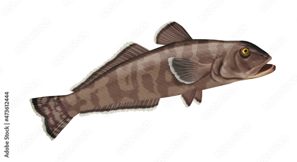 poisson, légine austral, , isolé, aliment, frais, comestible blanc ...