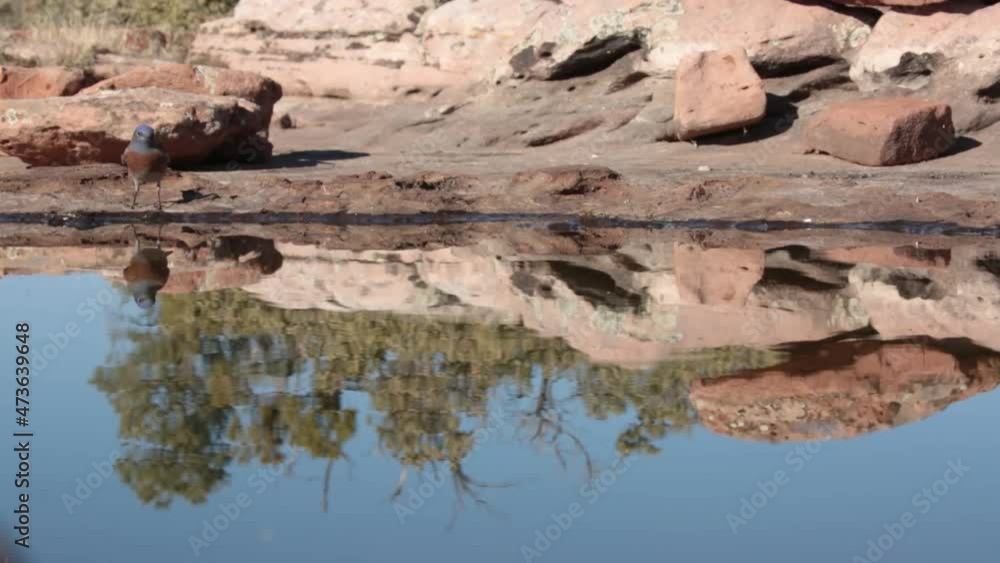 A flock of Western Bluebirds fly low over a pool of rainwater caught in ...