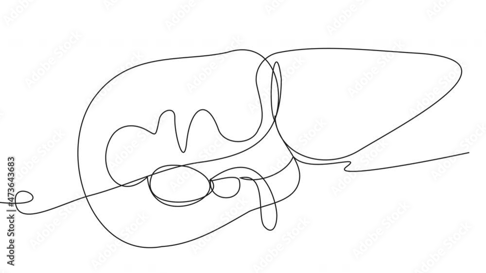 Self-drawing a human liver in one line on a white background. Human ...