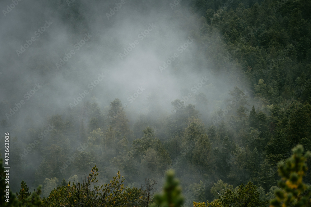 Misty trees Stock Photo | Adobe Stock