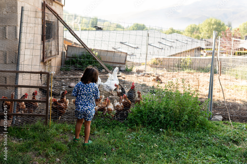 Kid feeding chickens Stock Photo | Adobe Stock