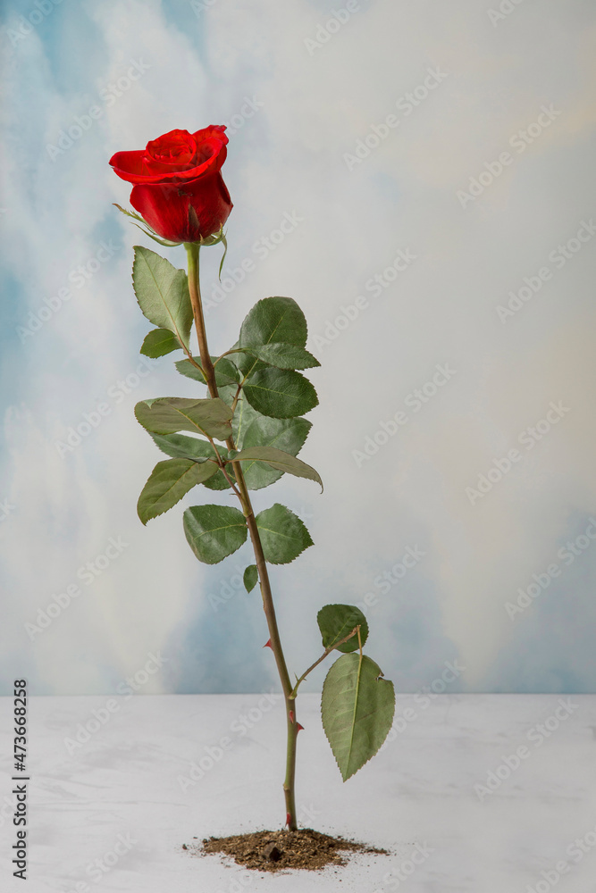 Rose Stock Photo | Adobe Stock