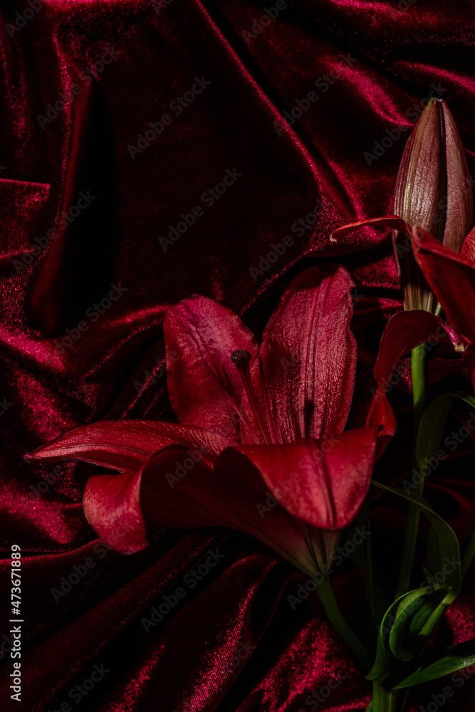 Red lily flower Stock Photo | Adobe Stock