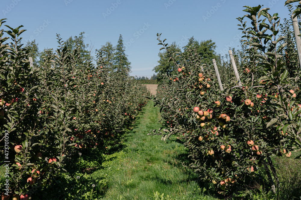 Rows of apple trees in orchard Stock Photo | Adobe Stock