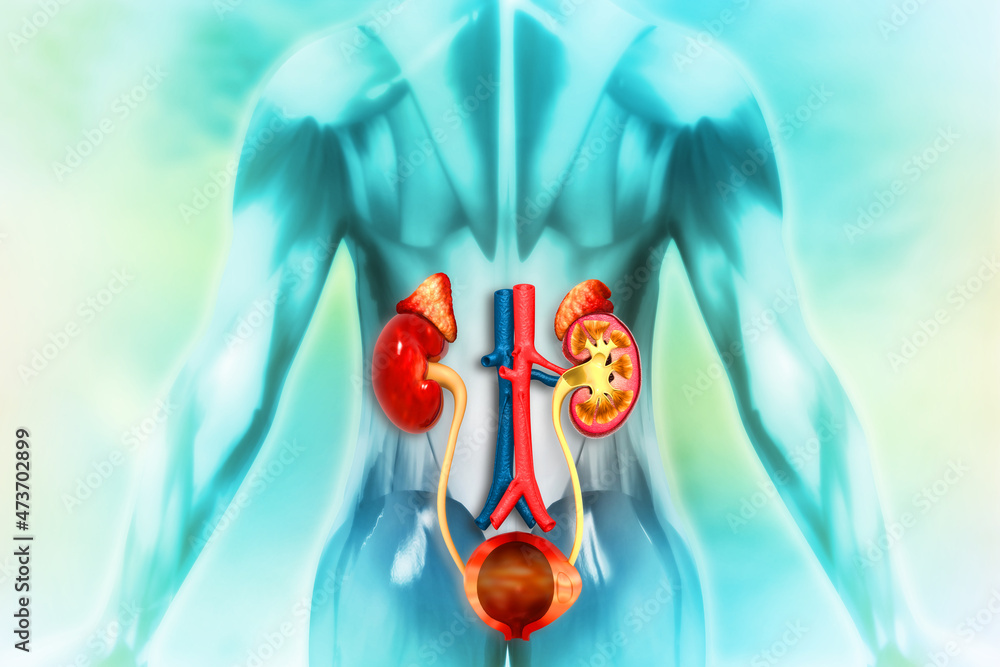 Anatomy of the human urinary system Stock Illustration | Adobe Stock
