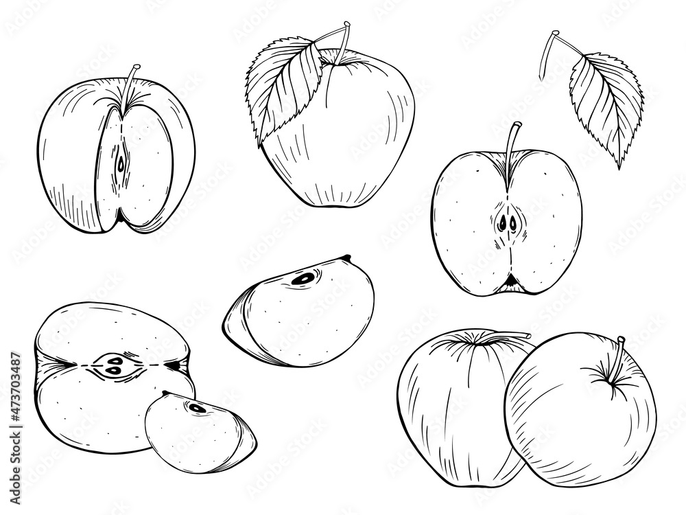 Apples. Fruit set. Whole apple, slice cut pieces. Hand-drawn graphics ...